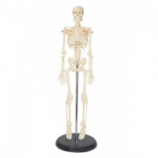 Buy Mini Skeleton 45Cm Anatomy Model online in Pakistan | Buyon.pk