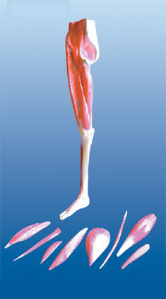 Buy Human Leg Anatomy Model- Lower Limb Muscle with Vascular Nerve ...